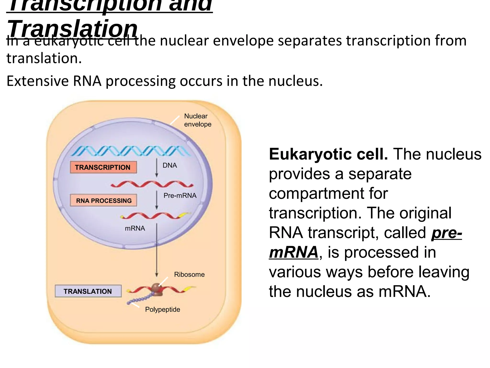 Protein synthesis mechanism with reference of Translation and ...