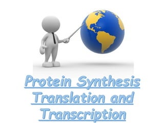 Protein synthesis mechanism with reference of Translation and ...