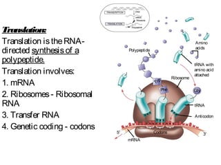 Protein synthesis mechanism with reference of Translation and ...