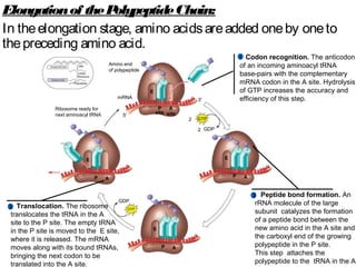 Protein synthesis mechanism with reference of Translation and ...