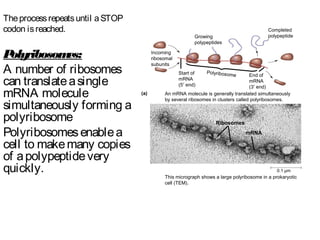 Protein synthesis mechanism with reference of Translation and ...