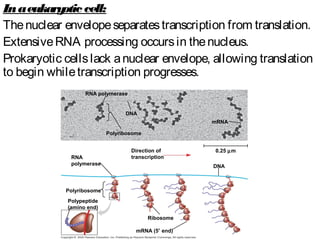 Protein synthesis mechanism with reference of Translation and ...