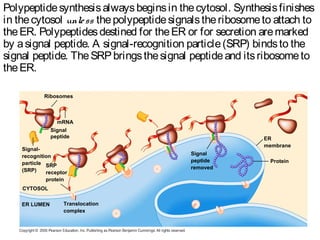 Protein synthesis mechanism with reference of Translation and ...