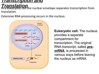 Protein synthesis mechanism with reference of Translation and ...