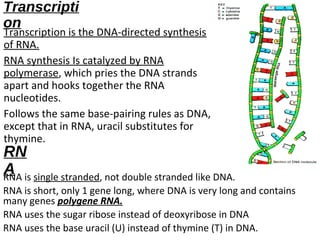 Protein synthesis mechanism with reference of Translation and ...