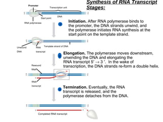Protein synthesis mechanism with reference of Translation and ...