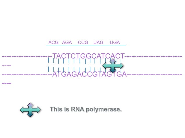 Protein synthesis model | PPT