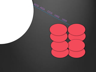 Protein synthesis model | PPT