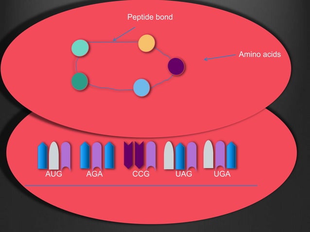 Protein synthesis model | PPT