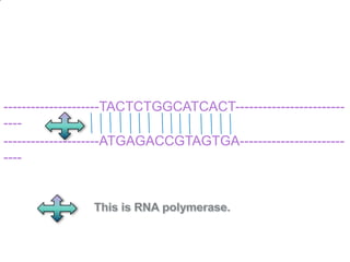 Protein synthesis model | PPT