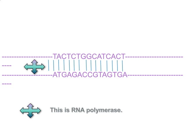 Protein synthesis model | PPT