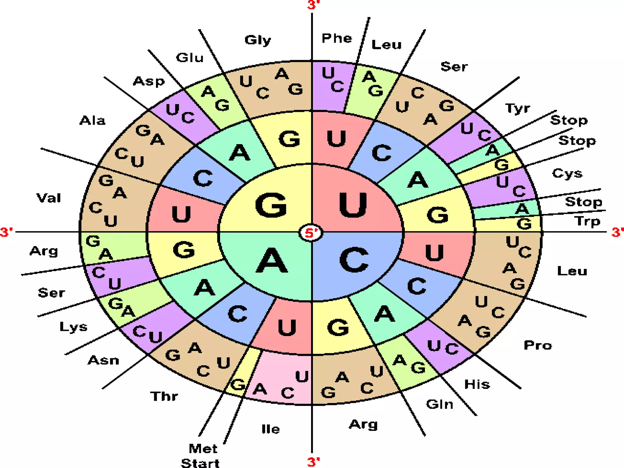 BIOLOGICAL SCIENCE~protein synthesis | PPTX