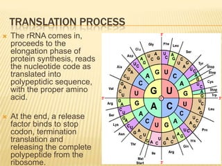 BIOLOGICAL SCIENCE~protein synthesis | PPT