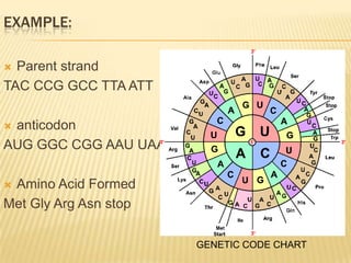 BIOLOGICAL SCIENCE~protein synthesis | PPT