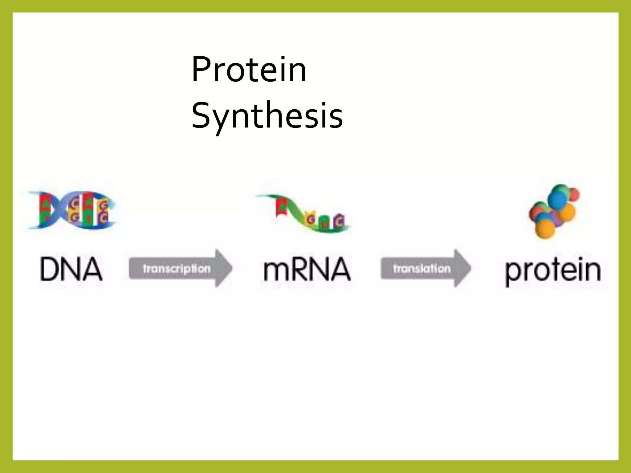 Protein synthesis ppt | PPTX