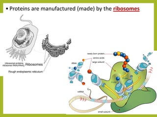 Protein synthesis ppt | PPTX