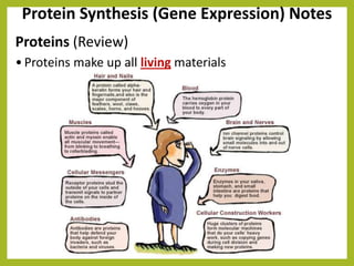Protein synthesis ppt | PPTX