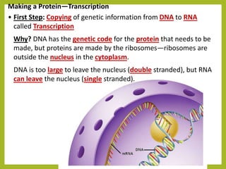 Protein Synthesis PPT.pptx