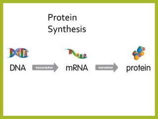 Protein Synthesis PPT.pptx