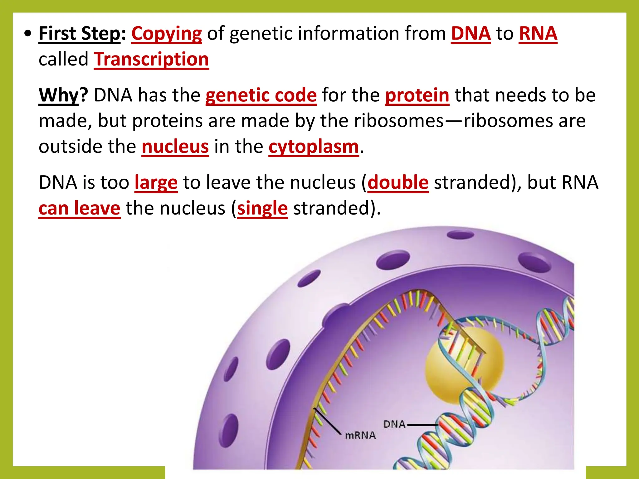 Protein Synthesis Pptpptx Programming Languages Computing