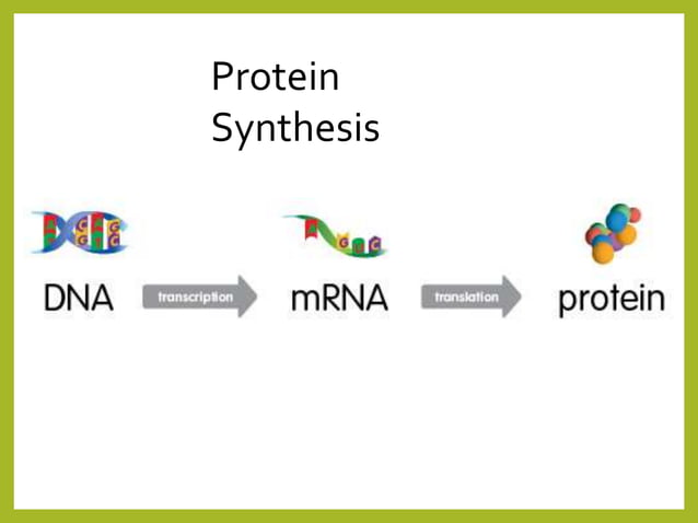 Protein Synthesis PPT.pptx | Programming Languages | Computing