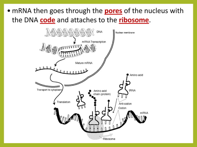 Protein Synthesis PPT.pptx | Programming Languages | Computing