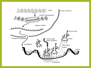 Protein Synthesis, enzymes chart PPT.pptx