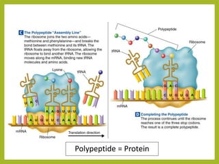 Protein Synthesis, enzymes chart PPT.pptx