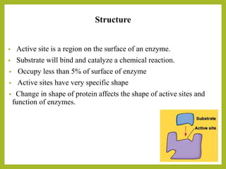 Protein Synthesis, enzymes chart PPT.pptx