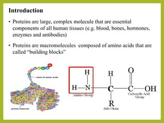 Protein Synthesis, enzymes chart PPT.pptx