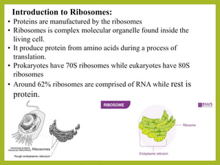 Protein Synthesis, enzymes chart PPT.pptx