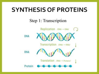 Protein Synthesis, enzymes chart PPT.pptx
