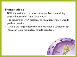 Protein Synthesis, enzymes chart PPT.pptx