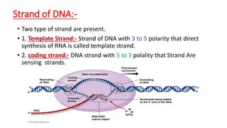 Protein synthesis. | PPTX