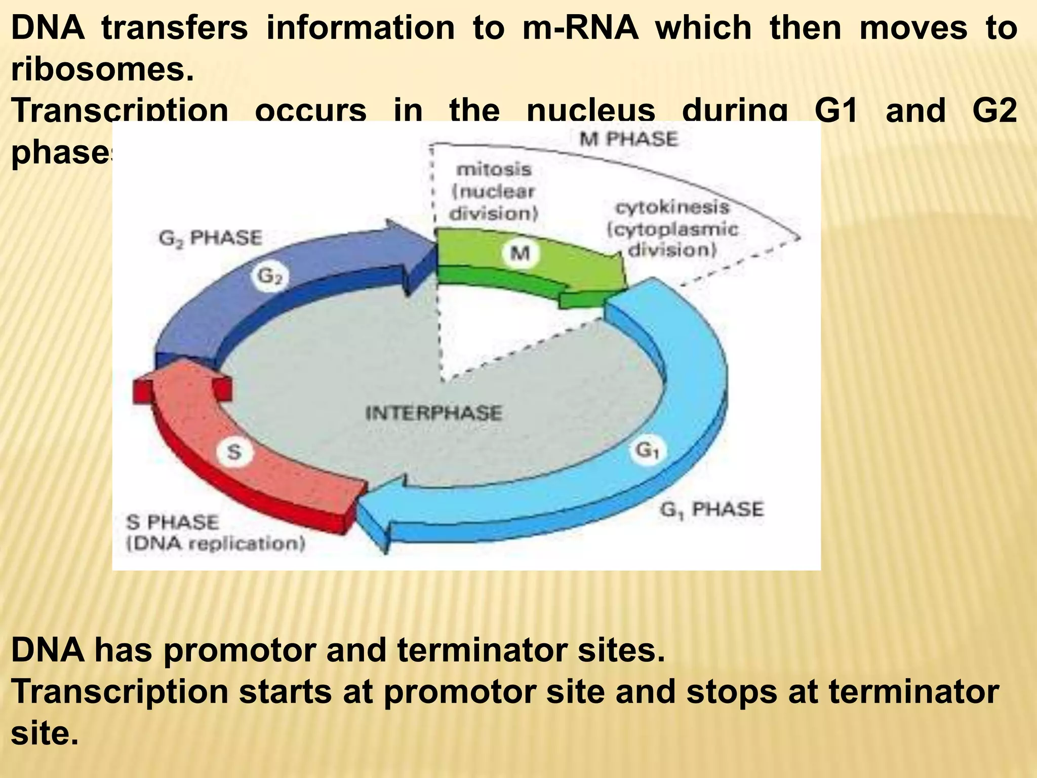 Molecular basis of inheritance-Protein synthesis part 1 ...