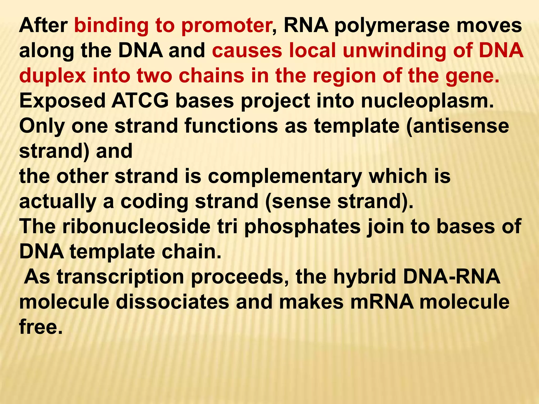 Molecular basis of inheritance-Protein synthesis part 1 ...