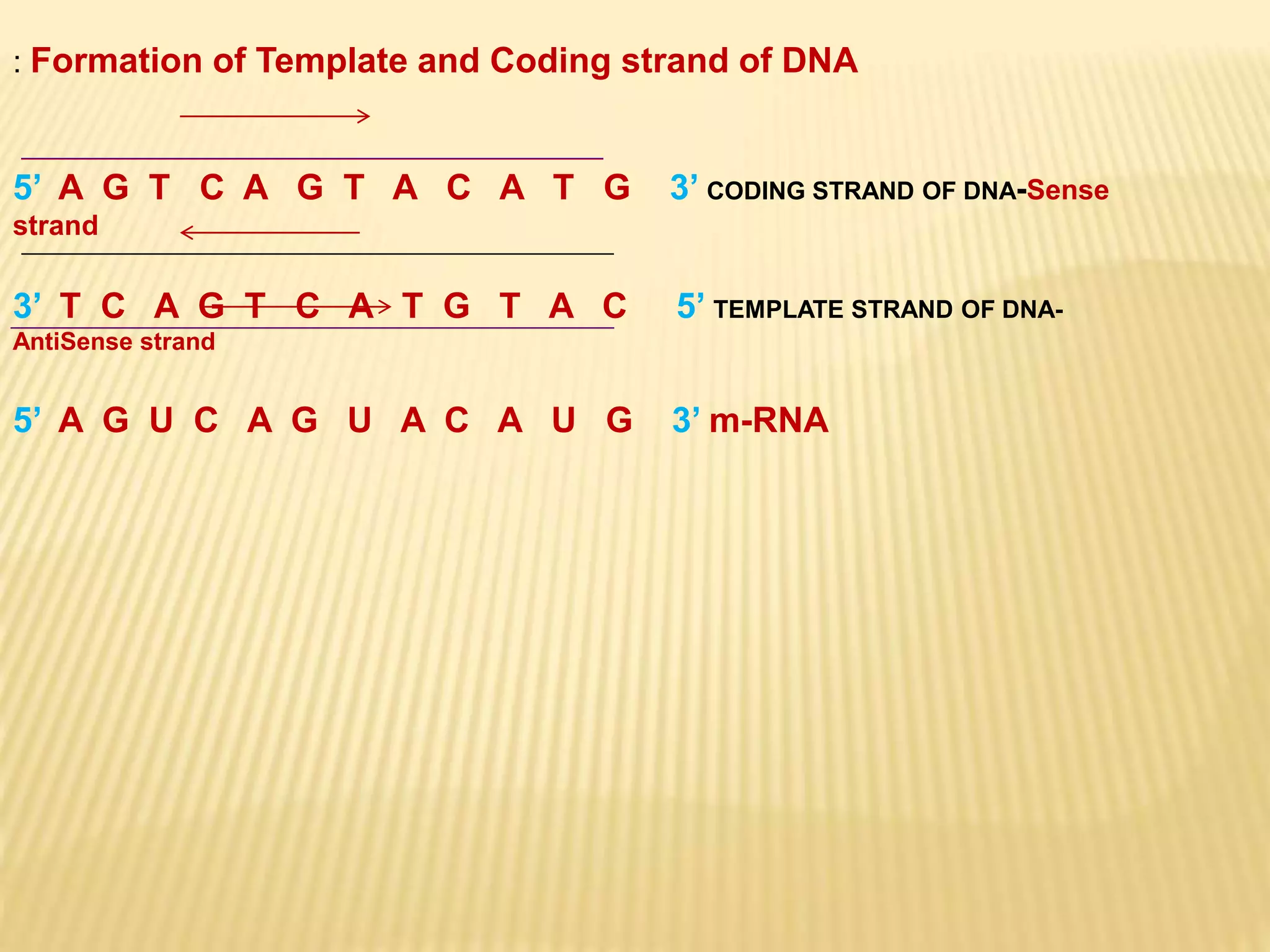 Molecular basis of inheritance-Protein synthesis part 1 ...