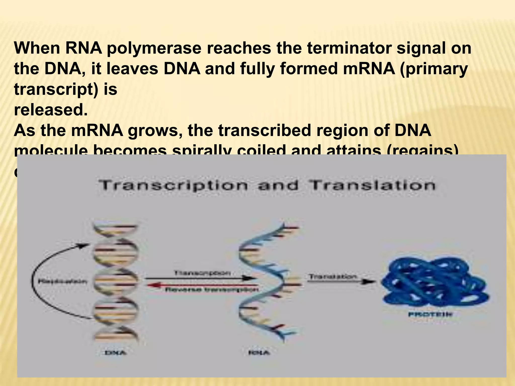 Molecular basis of inheritance-Protein synthesis part 1 ...