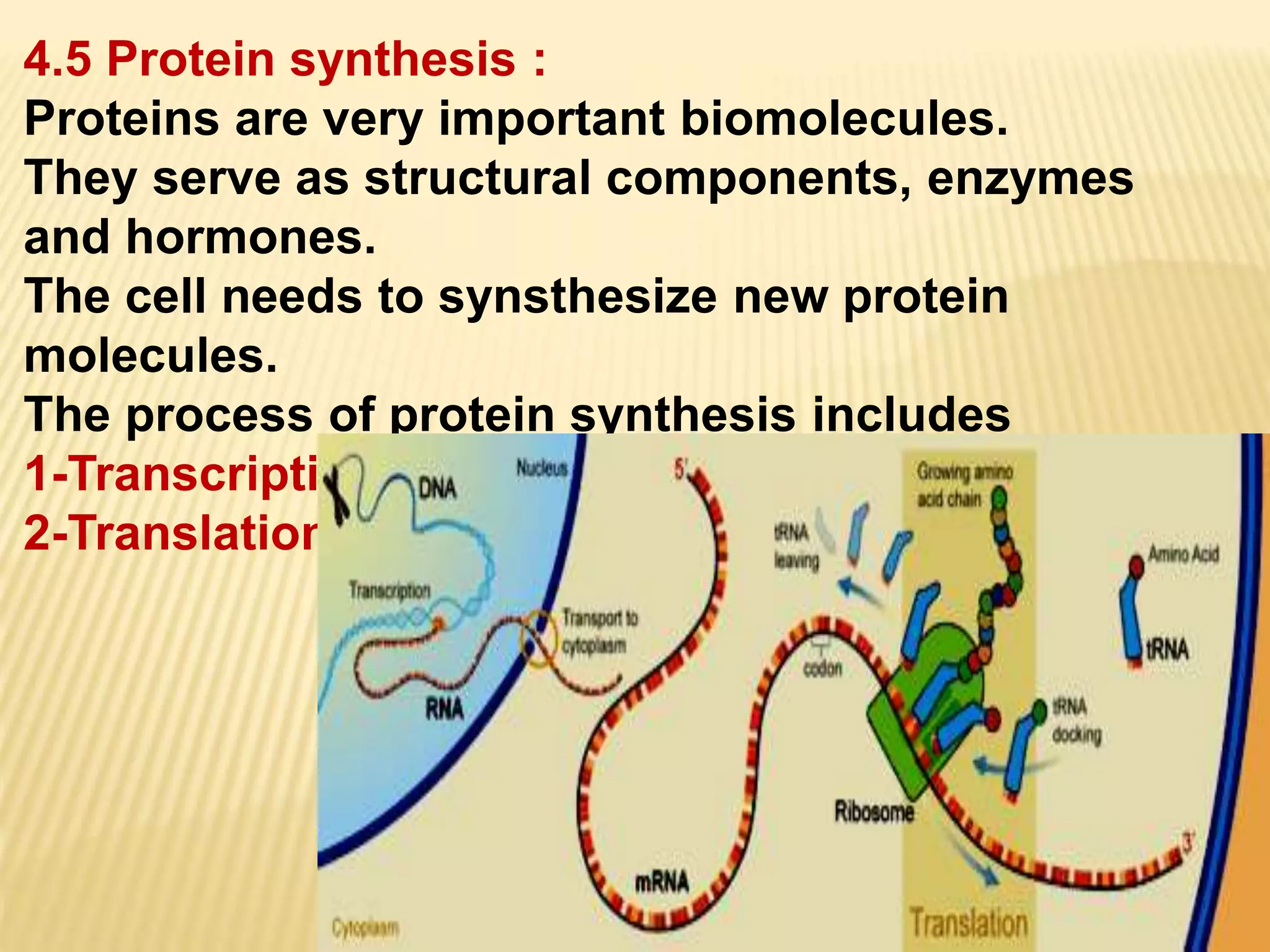 Molecular basis of inheritance-Protein synthesis part 1 ...