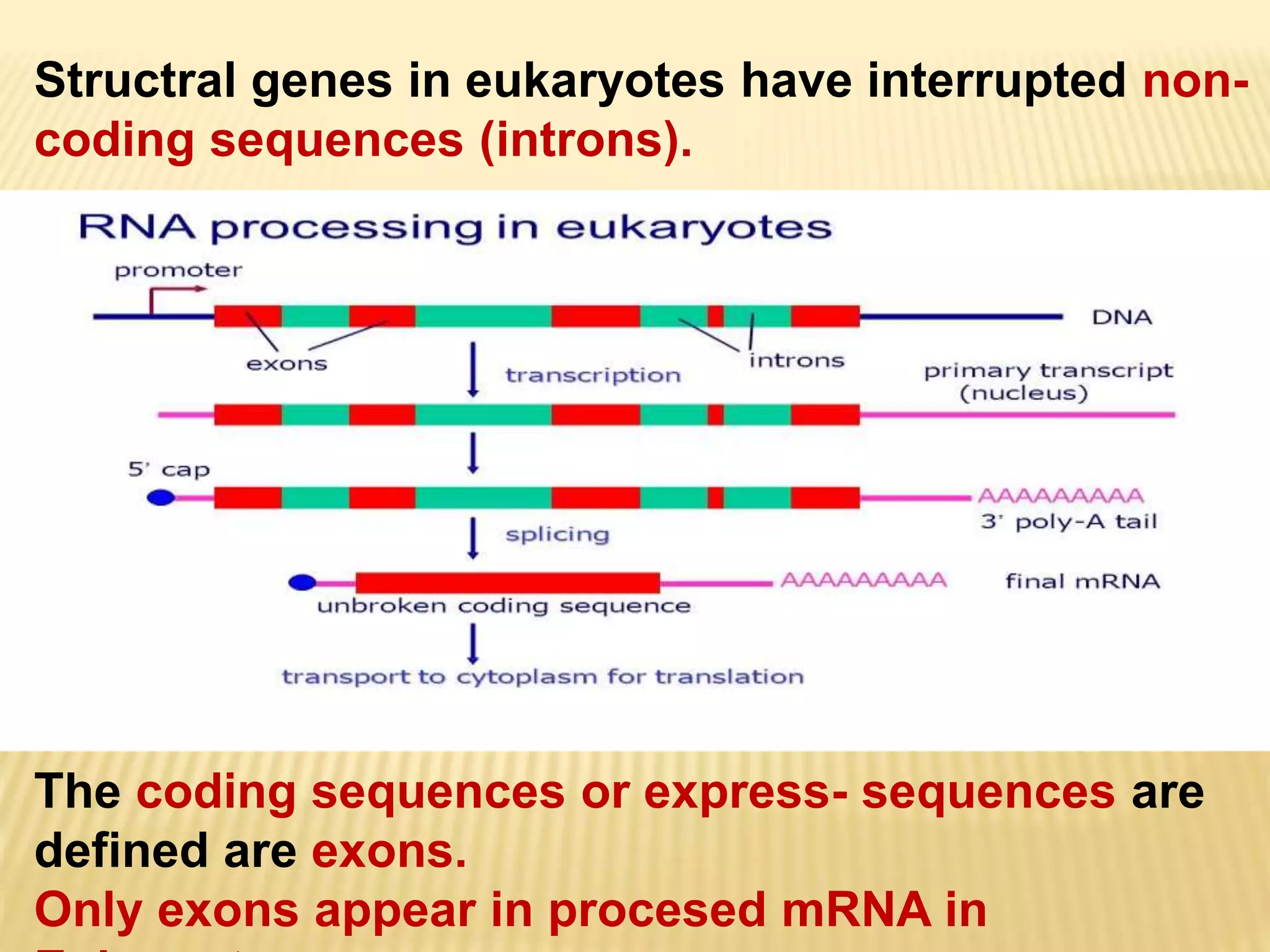 Molecular basis of inheritance-Protein synthesis part 1 ...