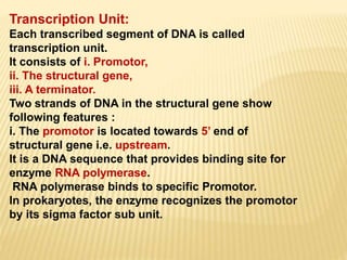Molecular basis of inheritance-Protein synthesis part 1 ...