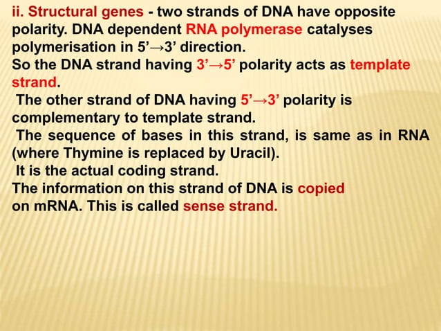 Molecular basis of inheritance-Protein synthesis part 1 ...