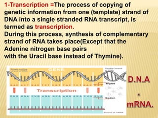 Molecular basis of inheritance-Protein synthesis part 1 ...