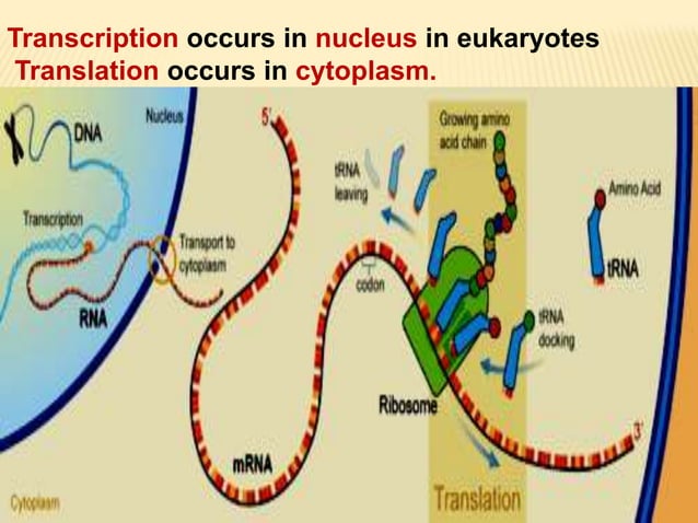 Molecular basis of inheritance-Protein synthesis part 1 ...