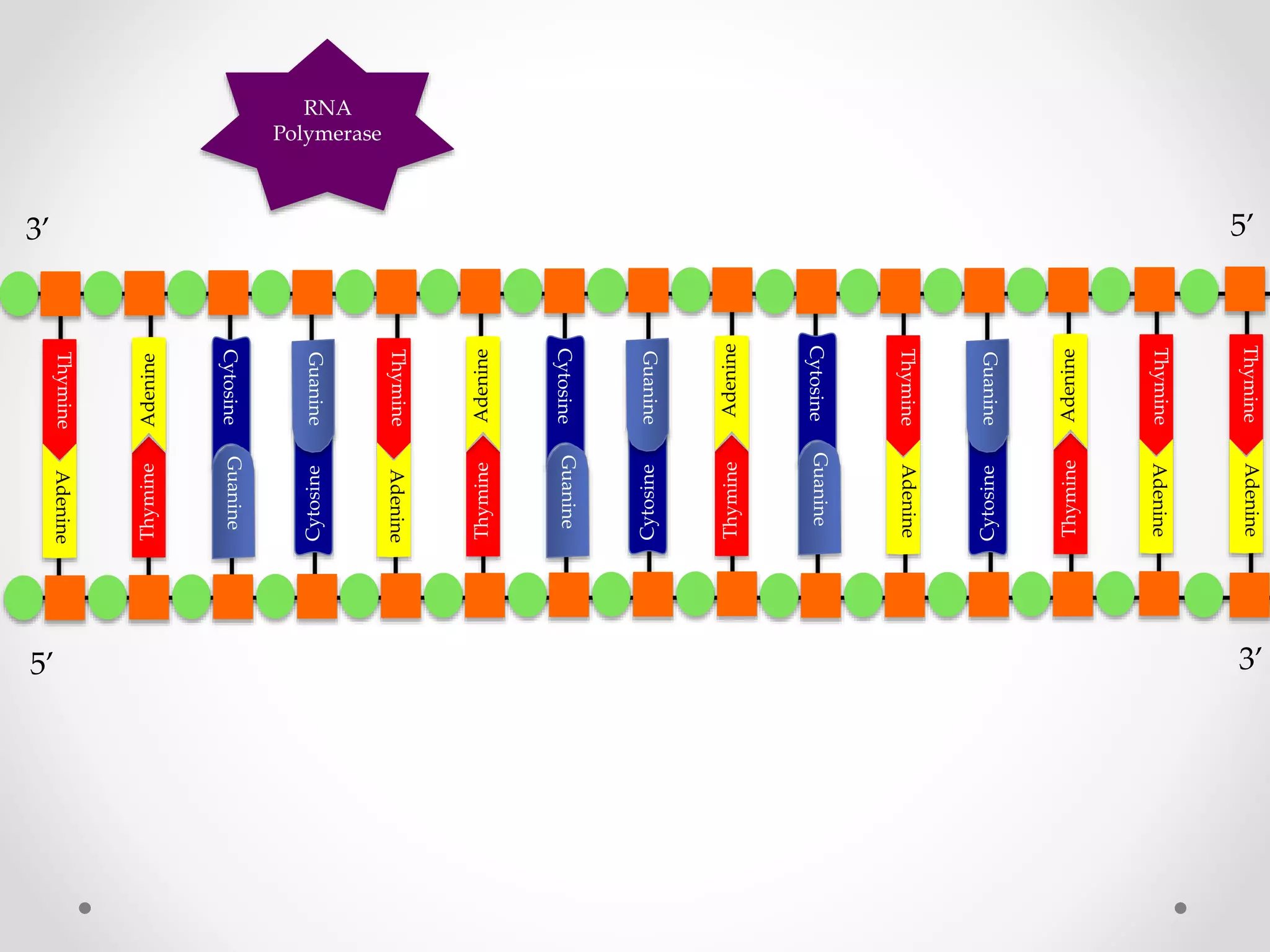 Kshoemaker Protein synthesis project | PPTX