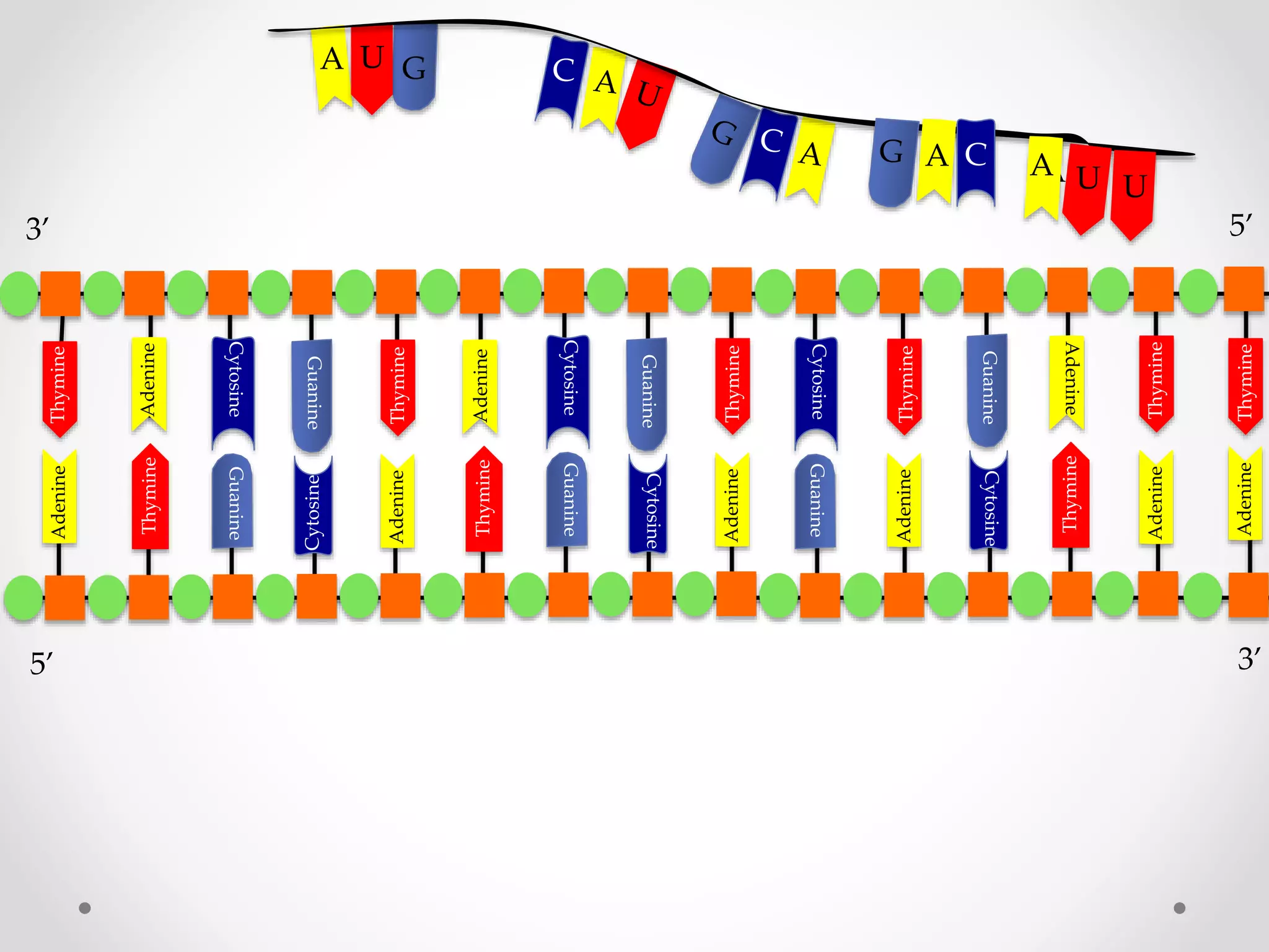 Kshoemaker Protein synthesis project | PPTX