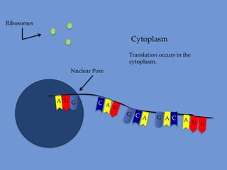 Protein Synthesis Model Project