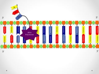 Protein Synthesis Model Project
