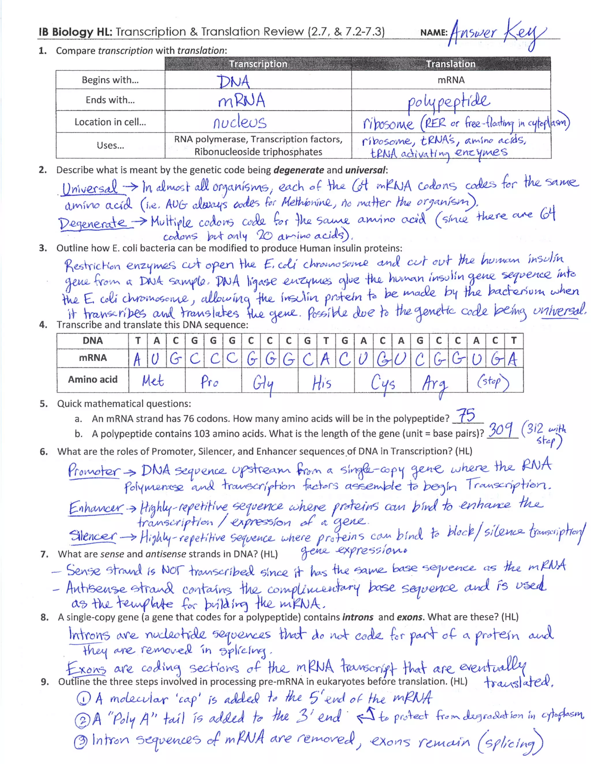 IB Protein Synthesis Review Key (2.7-7.2-7.3) | PDF