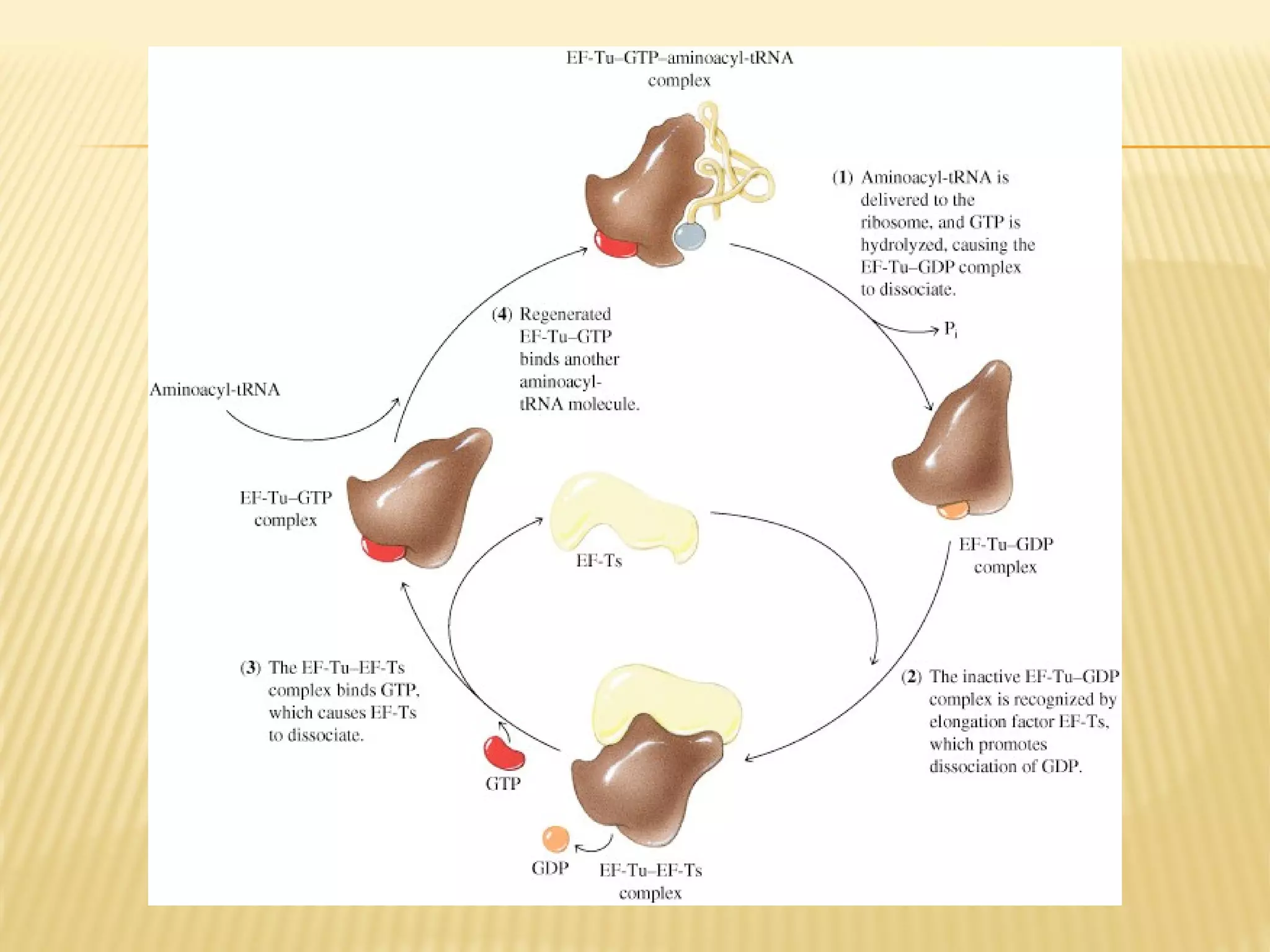Protein synthesis ribosome | PPT